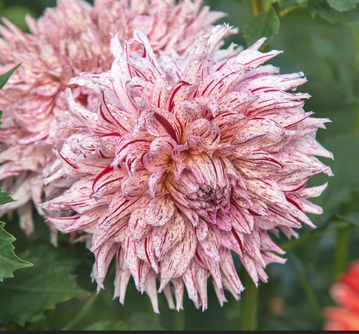 Products – Dahlia Patch