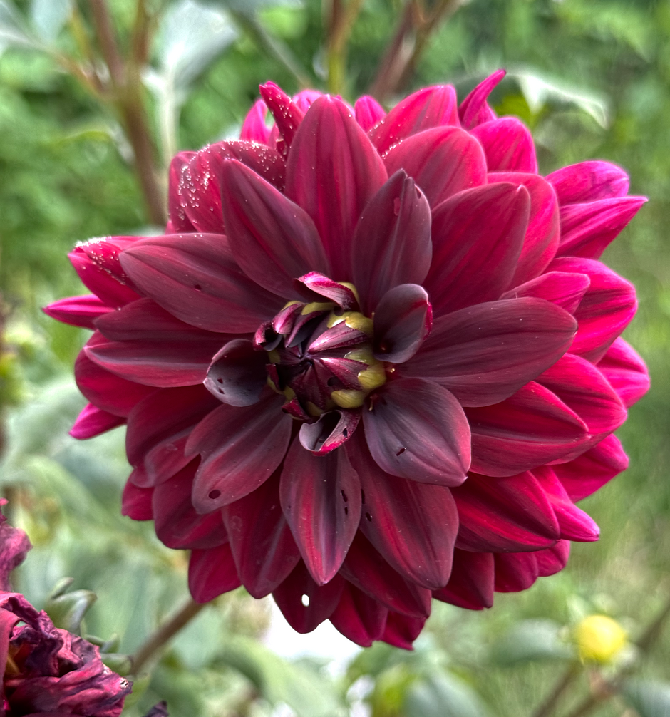 Products – Dahlia Patch
