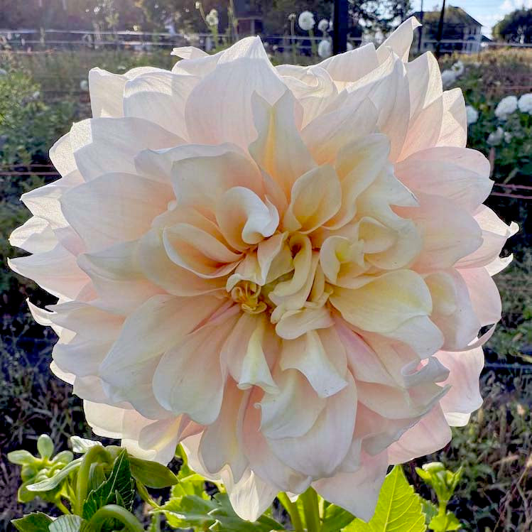 Break Out – Dahlia Patch