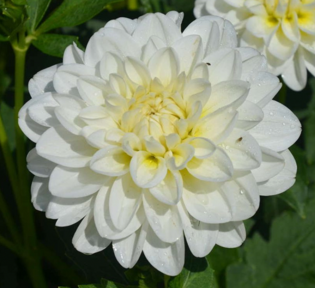 All Dahlia Tubers – Dahlia Patch