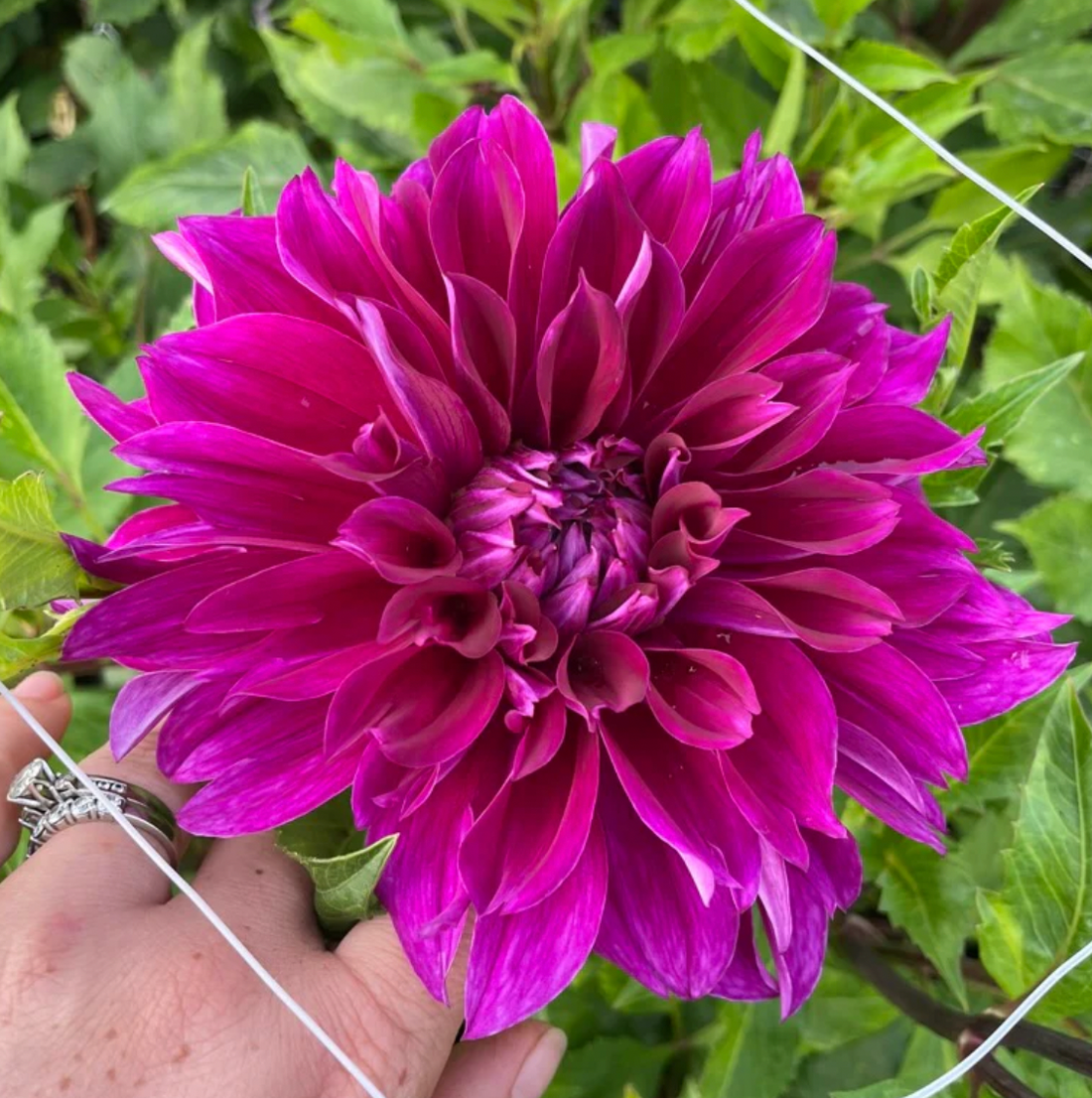 Einstein – Dahlia Patch
